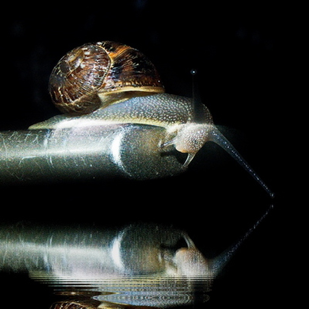 Lulette sur L'Air du Bois