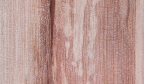 Filaire à large feuille sur L'Air du Bois