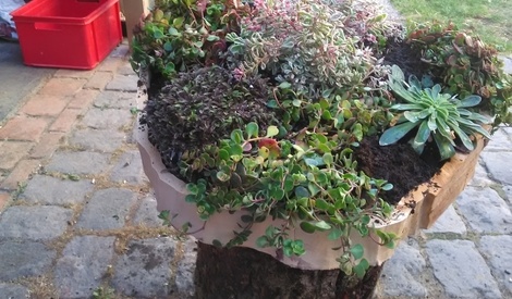 Pot à succulentes par Sucho sur L'Air du Bois
