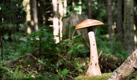 Le Champi par Leboletus sur L'Air du Bois