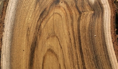 Cytise faux ébénier sur L'Air du Bois