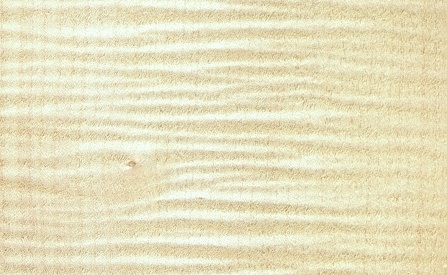 Sycomore ondé sur L'Air du Bois