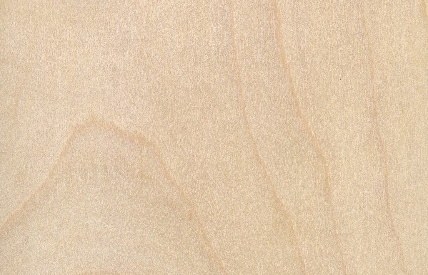 Erable sycomore sur L'Air du Bois