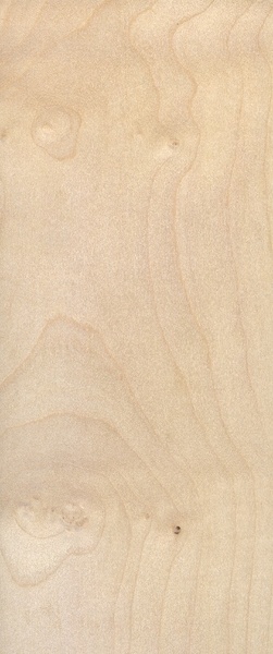 Erable sycomore sur L'Air du Bois