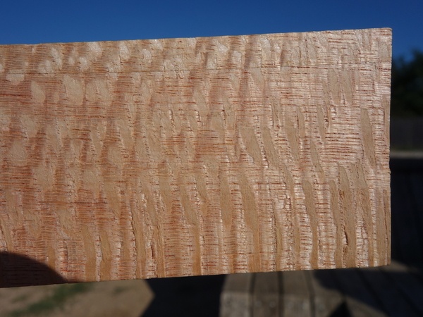 Silky oak sur L'Air du Bois