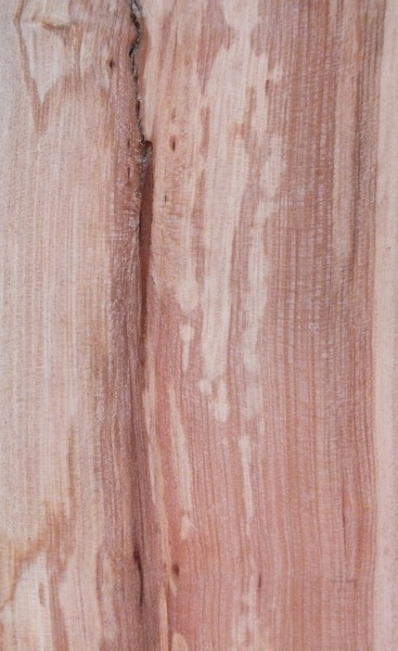 Filaire à large feuille sur L'Air du Bois